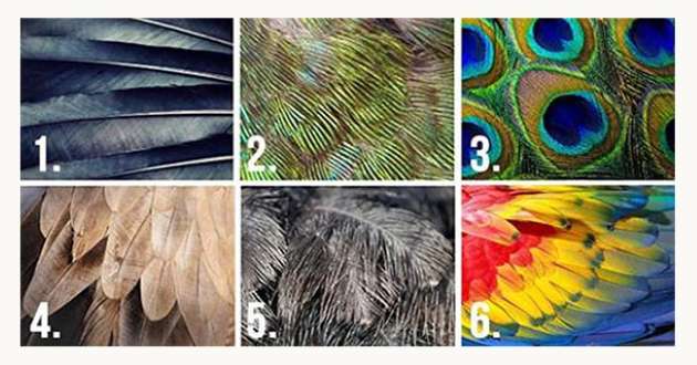 The feather you choose will reveal some hidden personality traits